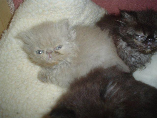 Guardian Angel Cats: My First Lilac Solid Male Persian Kitten!