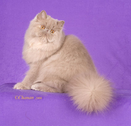 Guardian Angel Cats: About Persians