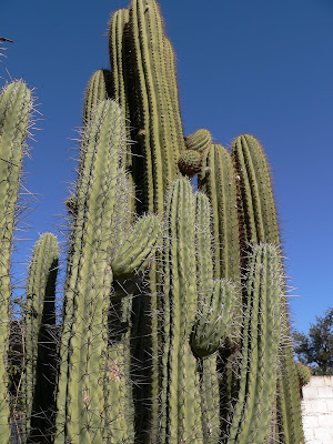 Alexis-imágenes - Nature Photography: Cardon