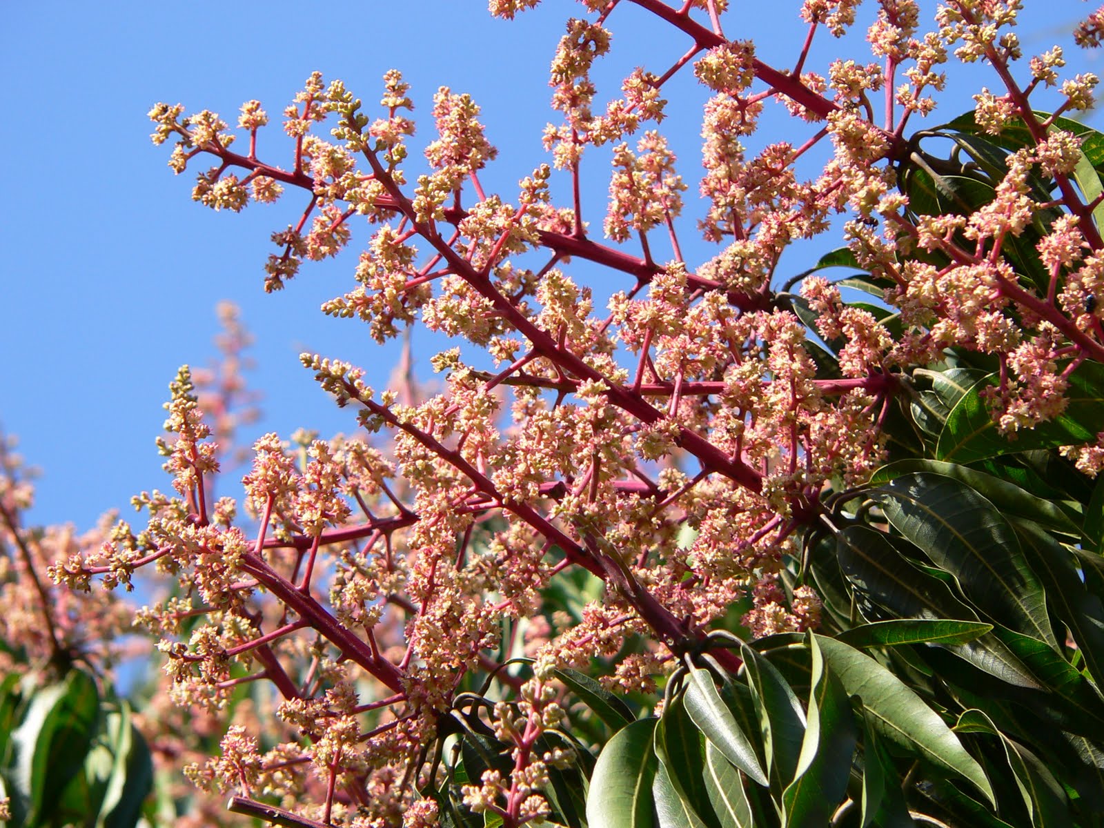 Alexis-imágenes - Nature Photography: Inflorescencia del mango en agosto
