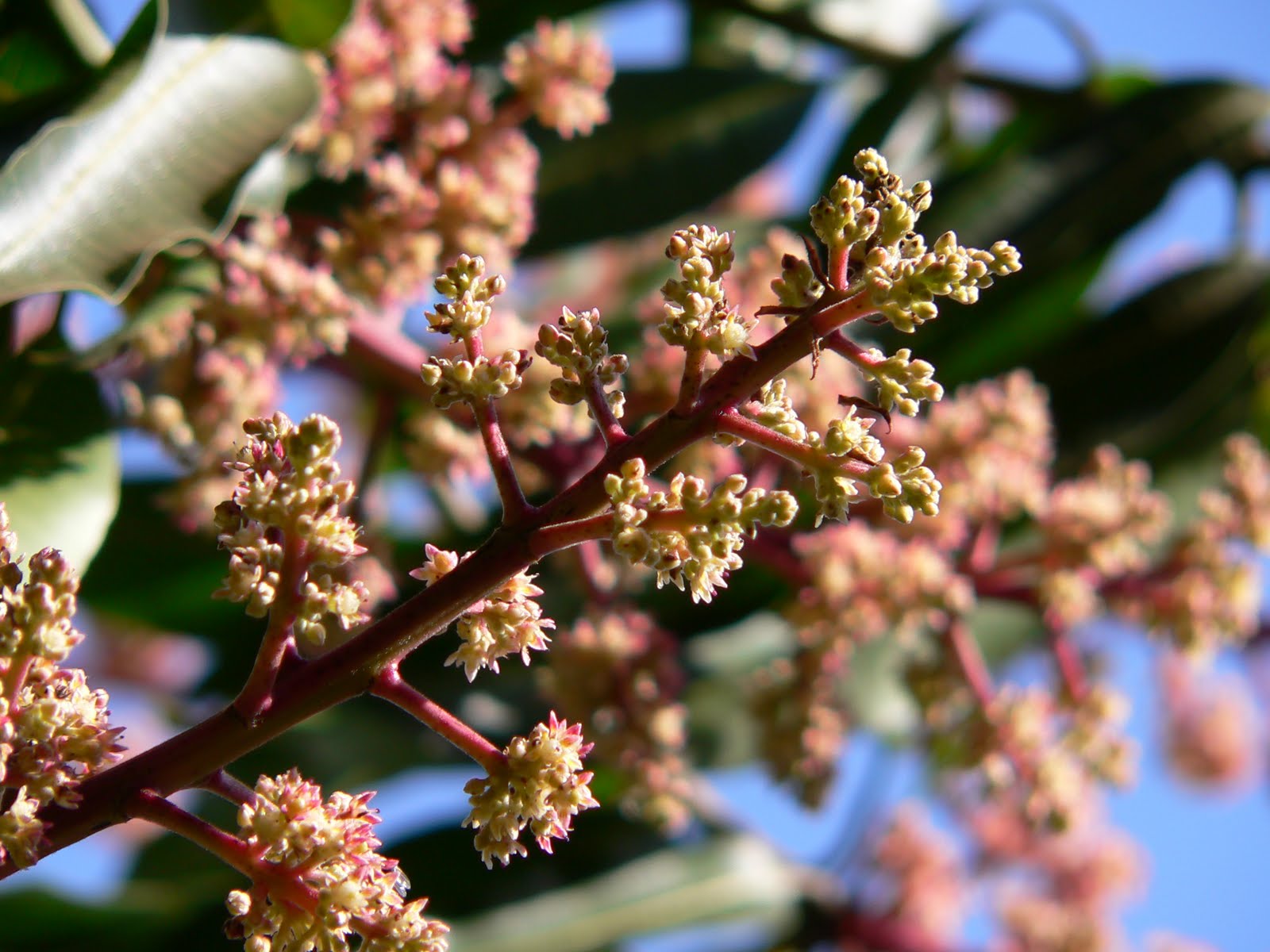 Alexis-imágenes - Nature Photography: La flor del mango