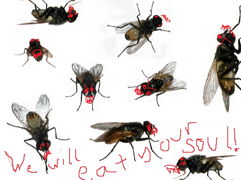 This Totally Happened or Something: Evil flies from outer space.