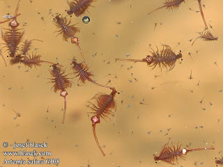 Cría de la artemia (Artemia spp) | Aquarium Amazónico