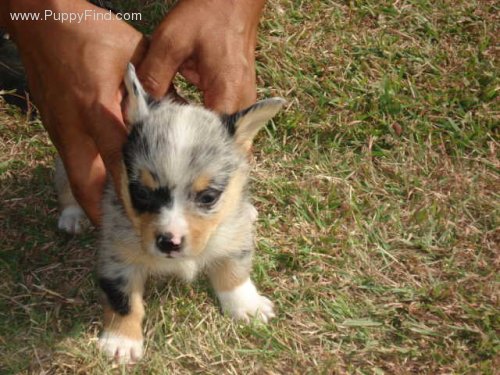 "Rare dappled Pembrokes" – C-Myste