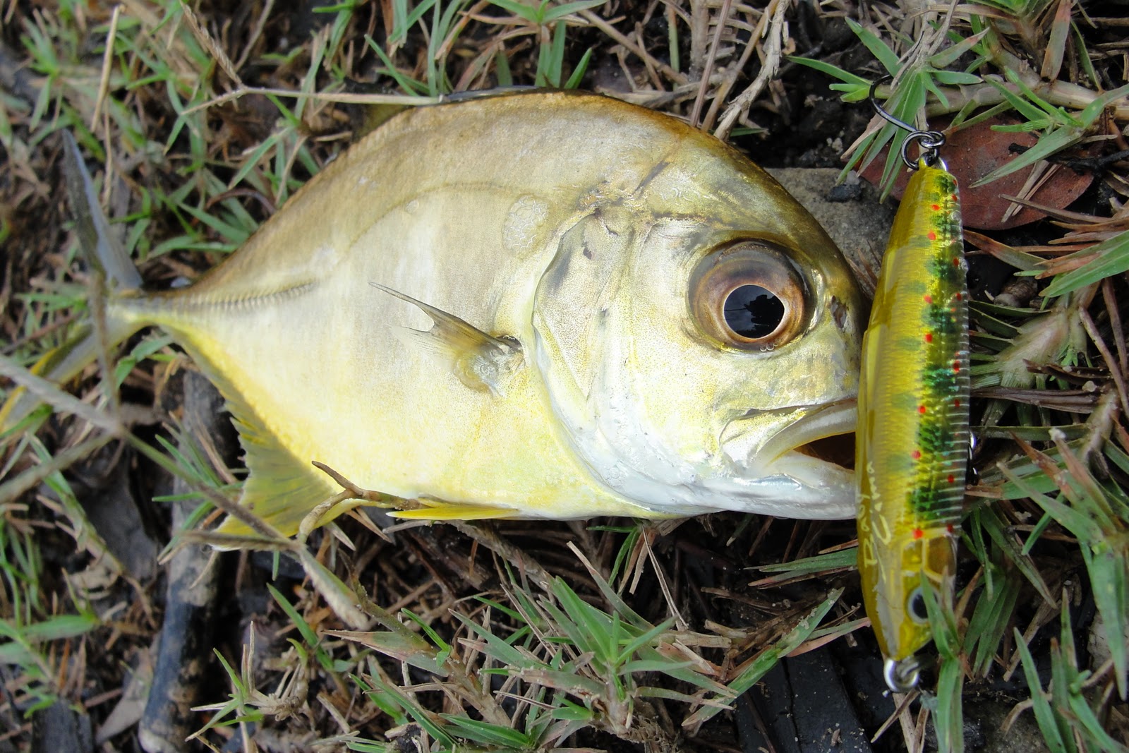 KO25: FISH COMEBACK!