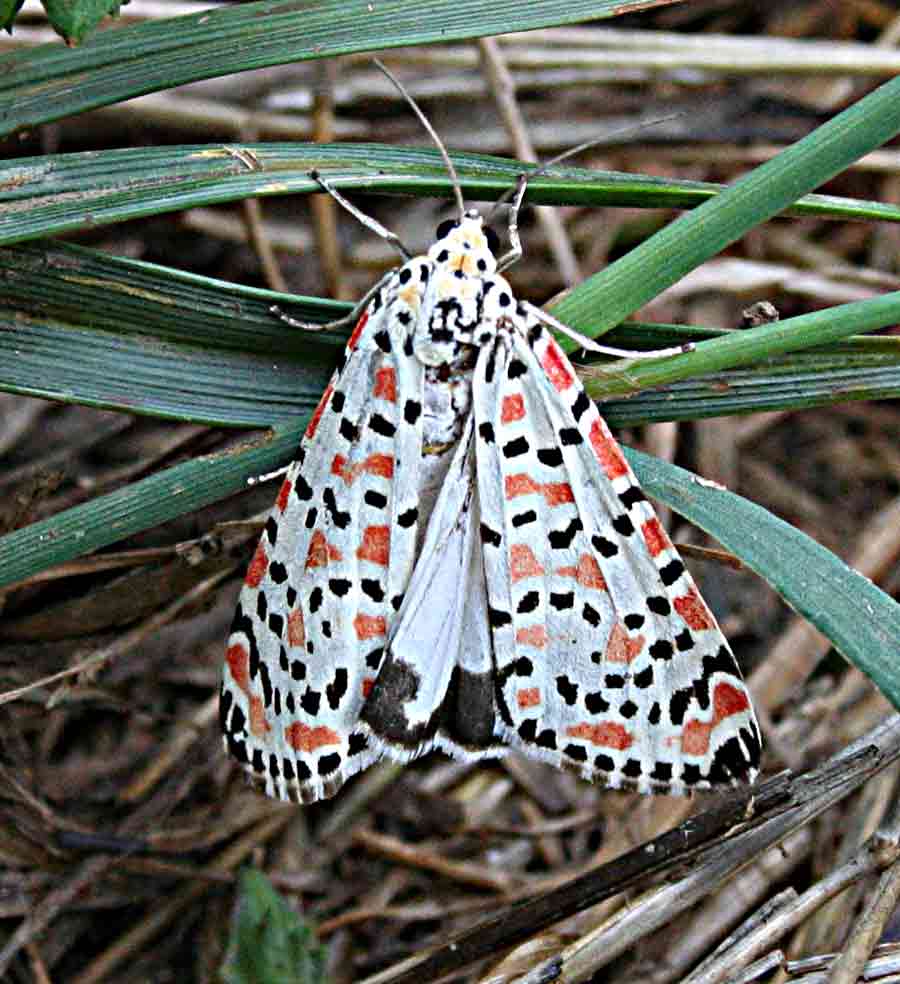 Insects – Algarve, Portugal October 2010