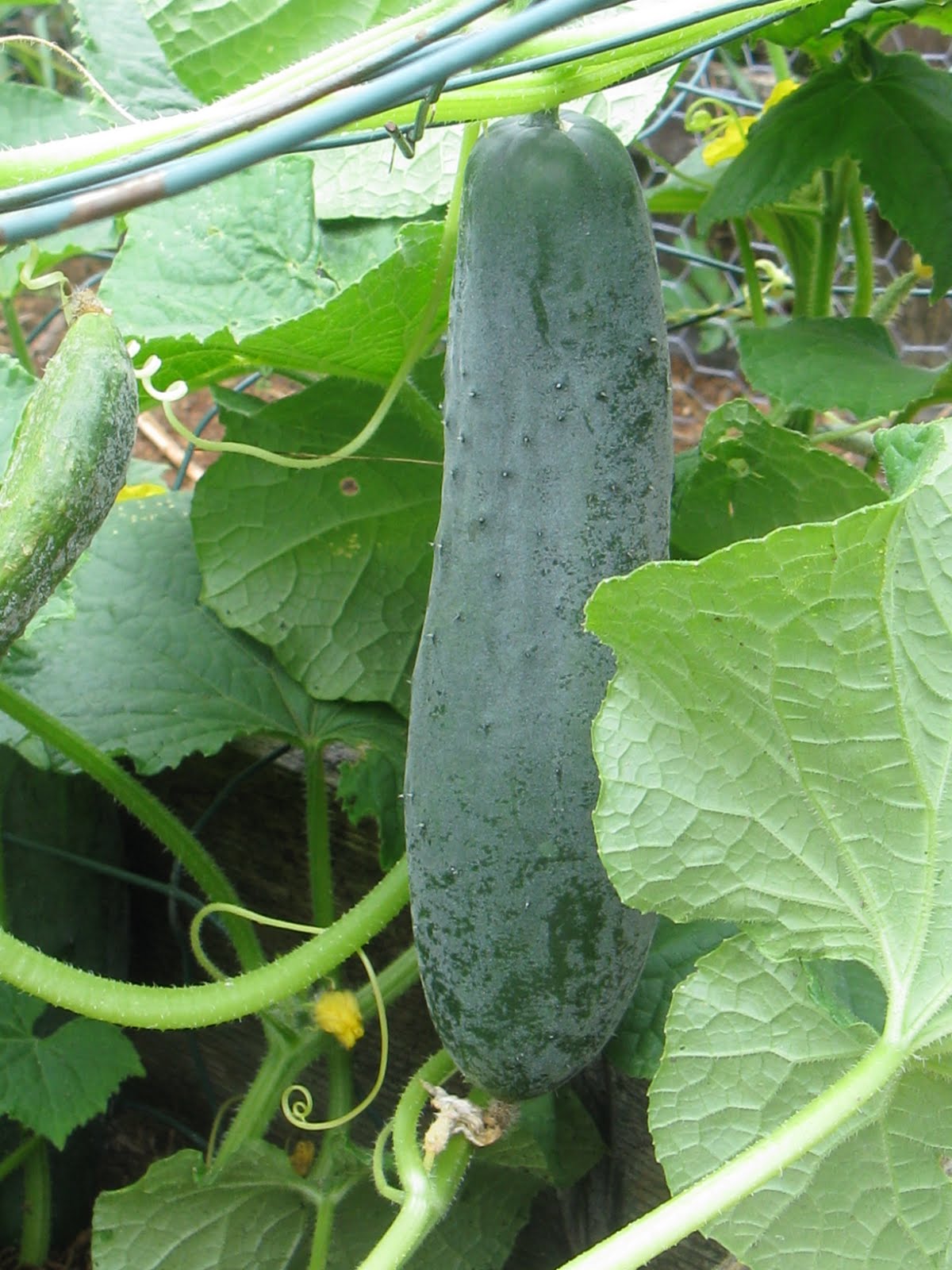 CHILD IN HARMONY: GARDEN BLOGGERS' BLOOM DAY - July 2010