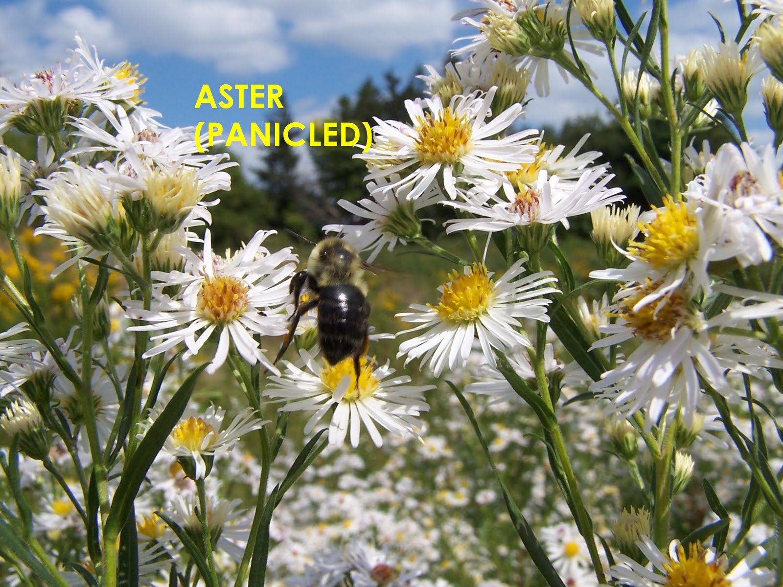 troutbirder: Fall Aster Parade