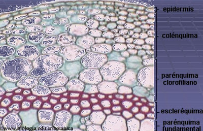 Seccion 01 Biologia 06-10: Presentación de Esclerénquima (Por Mayte)
