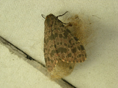 lui is in heaven: The Continuing Saga of Ms. Higad