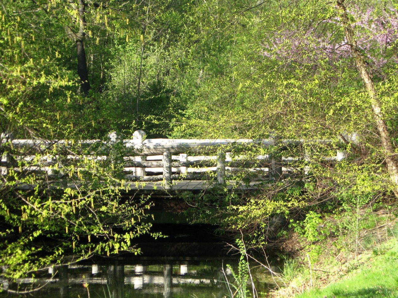 Brooklyn Photos: Springtime in Prospect Park