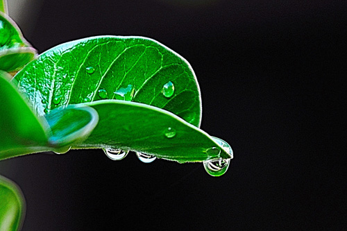 Classique Red Berry: Embun... Awet muda?