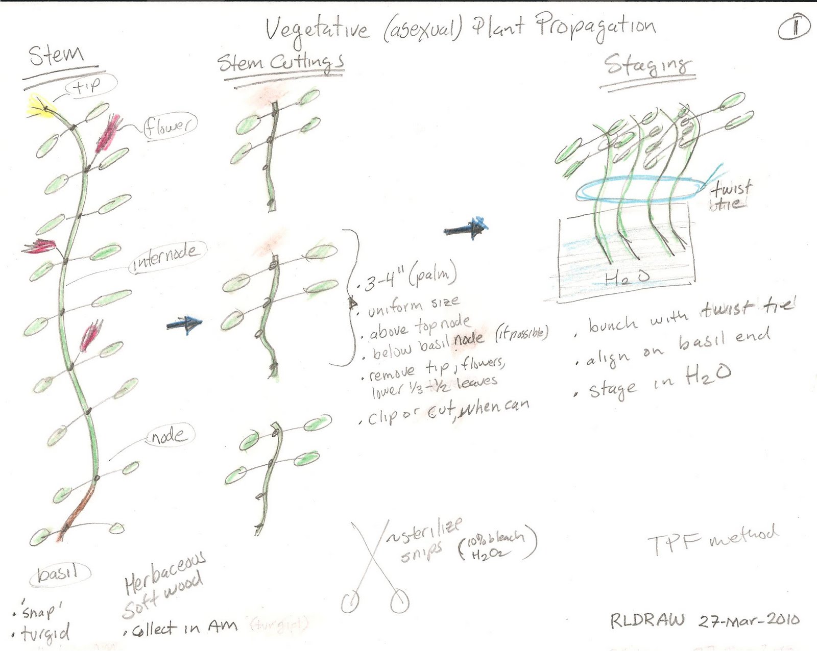 The Nursery at Willow: Vegetative Propagation Steps