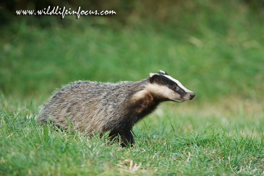 Wildlife Photography across the Water: Badgers,Fox and birds