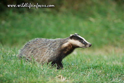 Wildlife Photography across the Water: Badgers,Fox and birds
