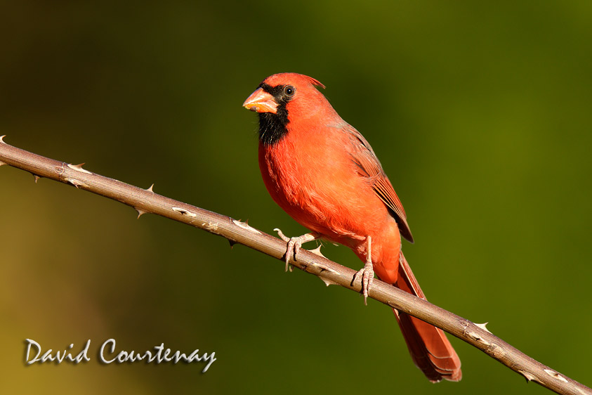 Wildlife Photography across the Water: D7000 Birds on a stick