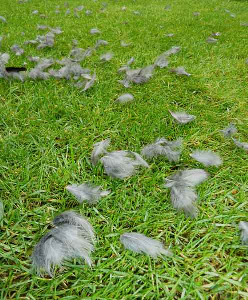 Wildlife Photography across the Water: More feathers to pick up