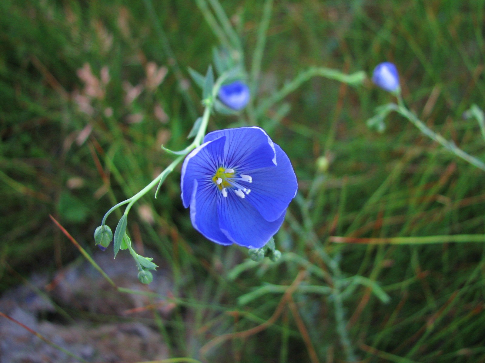 In My Life: THE WILDFLOWERS IN THE MEADOW - MORE NEW MEXICO CAMPING