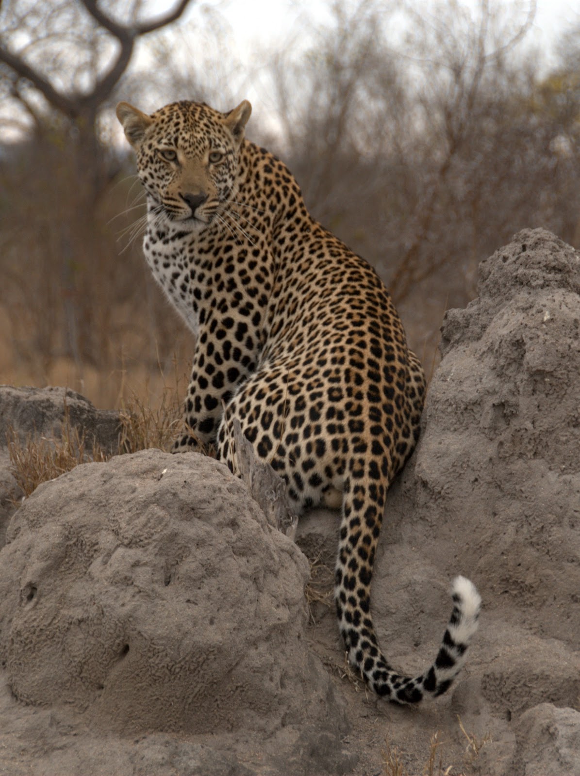 Sylena's Journey Through Africa: Cat Day