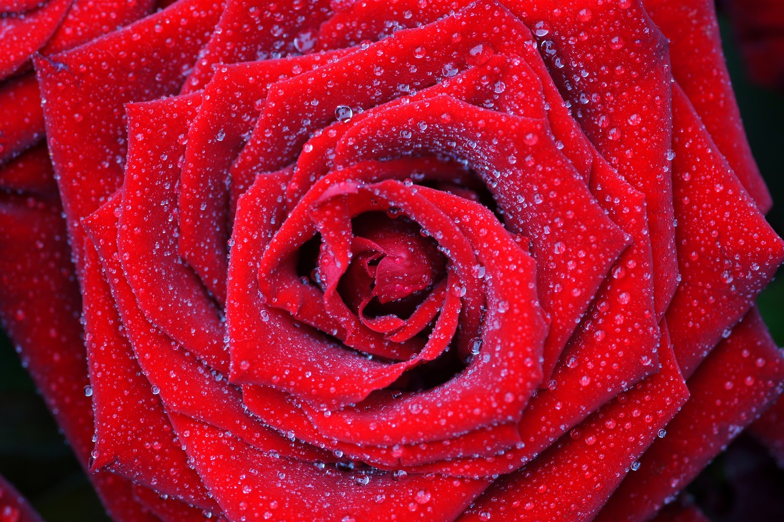 De wereld door mijn lenzen: De perfecte macrofoto?