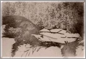 James Dean in a coffin | Morrissey-solo