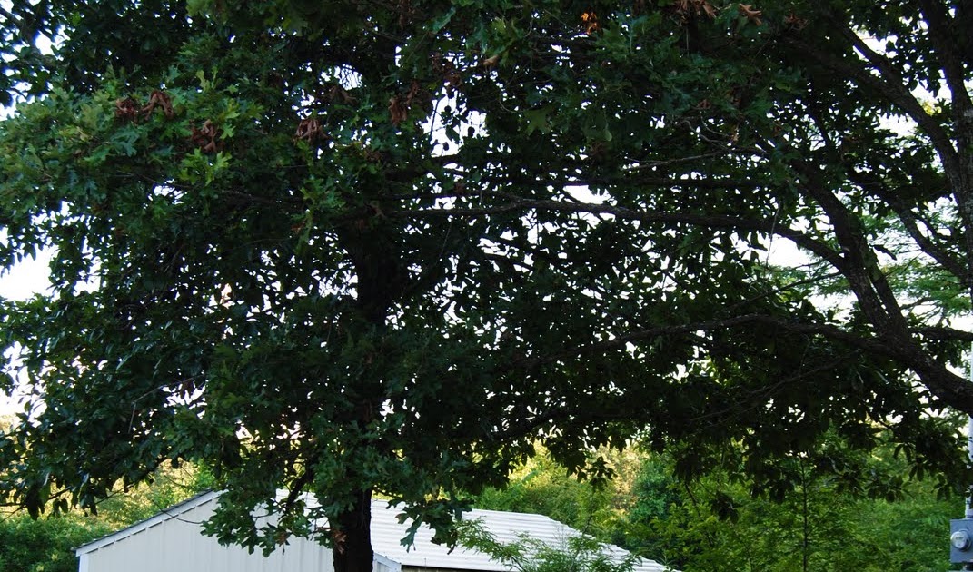 The New Homesteader: Shade tree mechanic