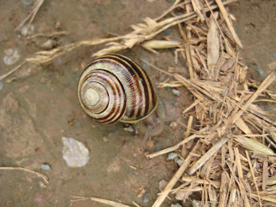 Bit of Beauty: ye irish snail.