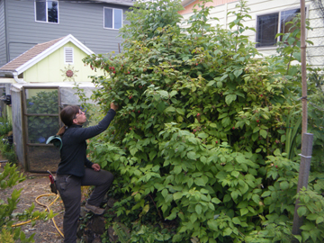 Oregon Coast Gardener: Coastal Cash Crop: Raspberries