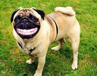 Página de curiosidades y más: ¿Pueden los animales reír o llorar?