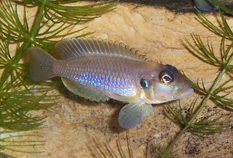 Lamprologus ocellatus (gold)