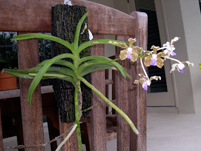 Carl's Orchids: Vanda tessellata var. roxburghii