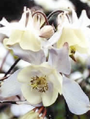 My Garden Room: Plants in the new and improved Back Flowerbed!