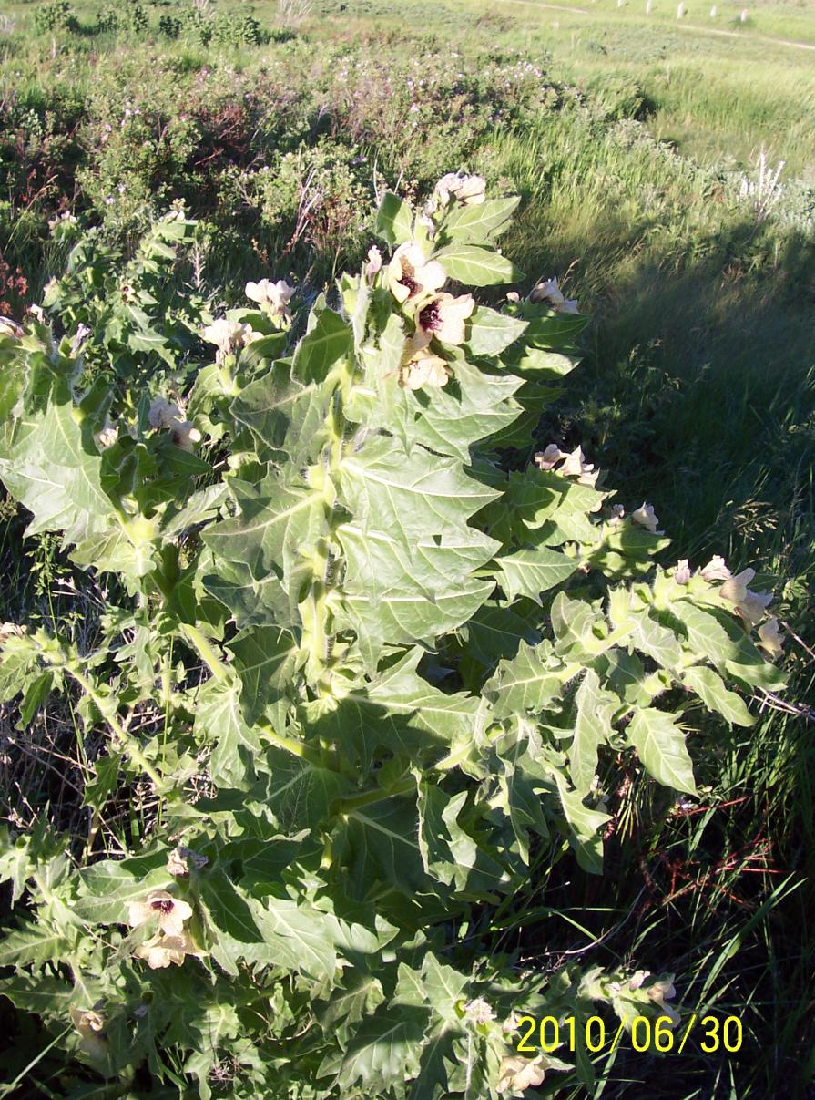 Calgary Gardening Adventures: Black Henbane (Hyoscyamus niger ...