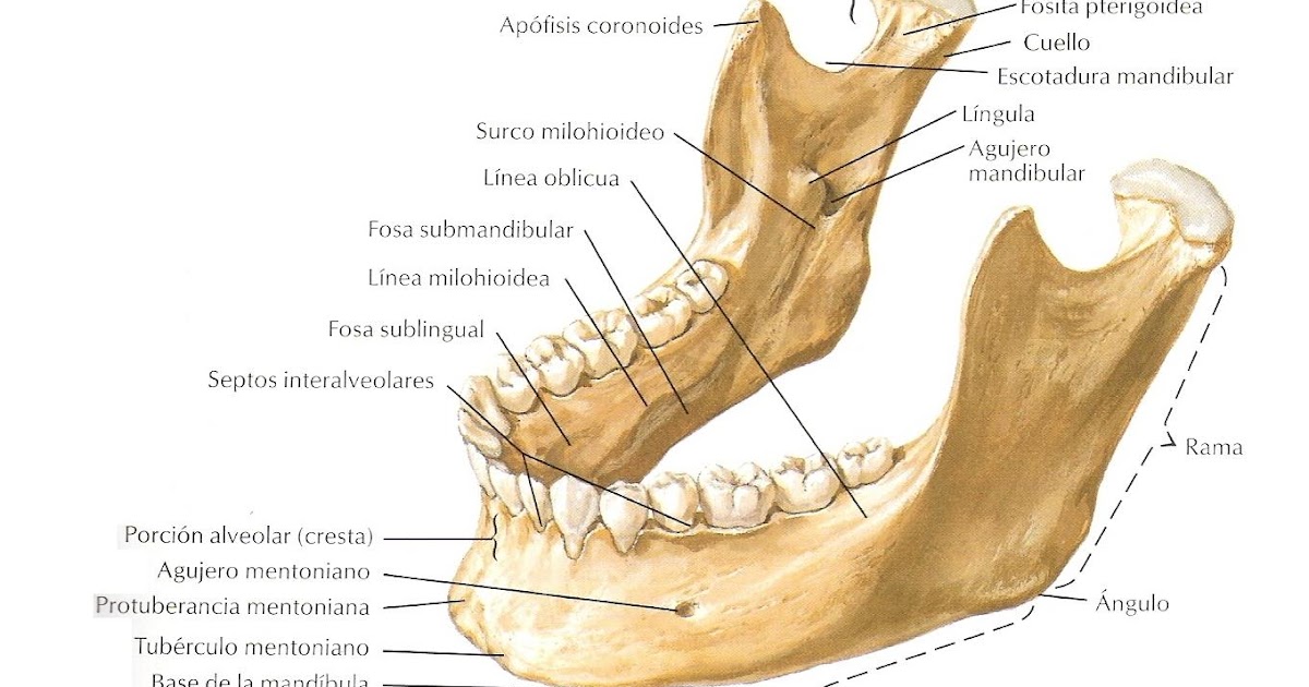 Histologia & Anatomía: Esqueleto Axial 3º parte (mandibula)