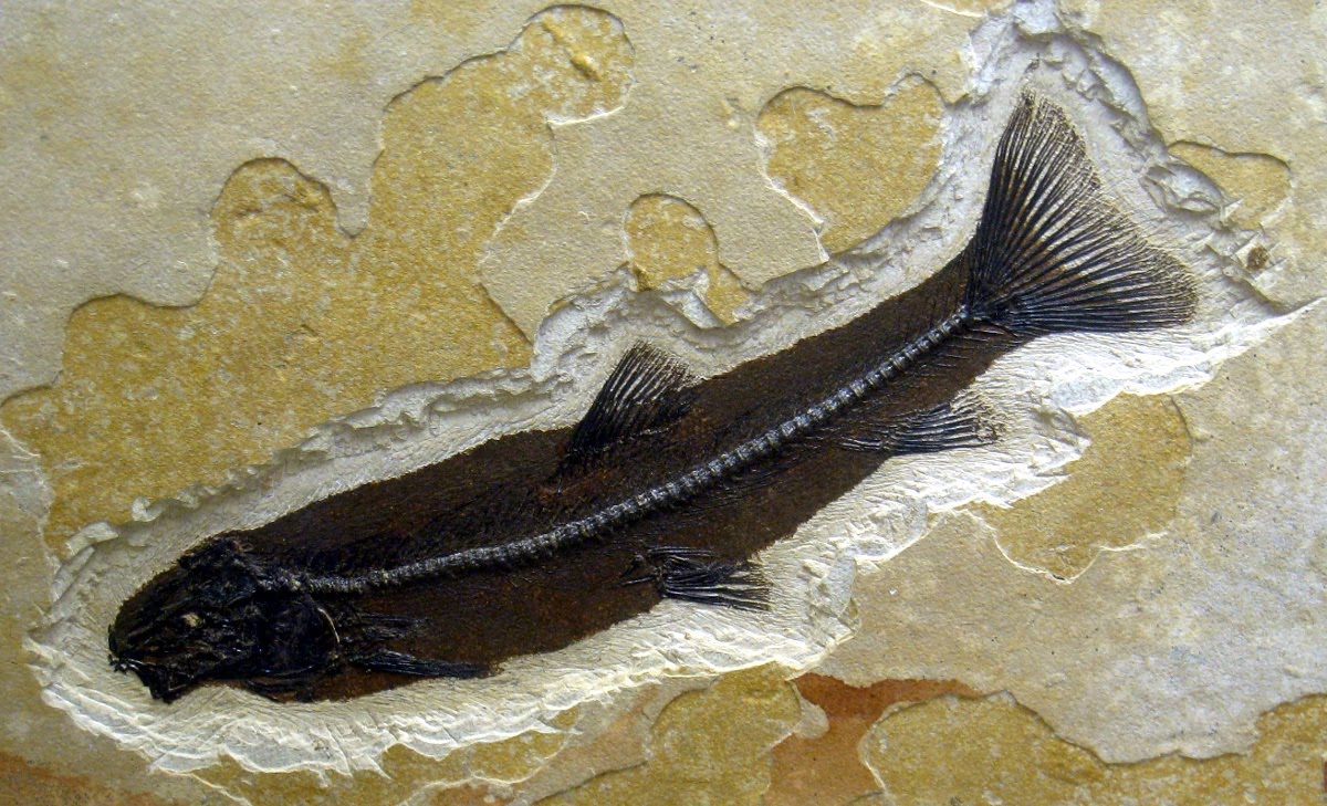 Fossils: Body Fossils