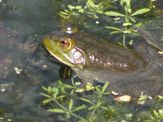 Which frog is this? | Mary Richmond's Cape Cod Art and Nature