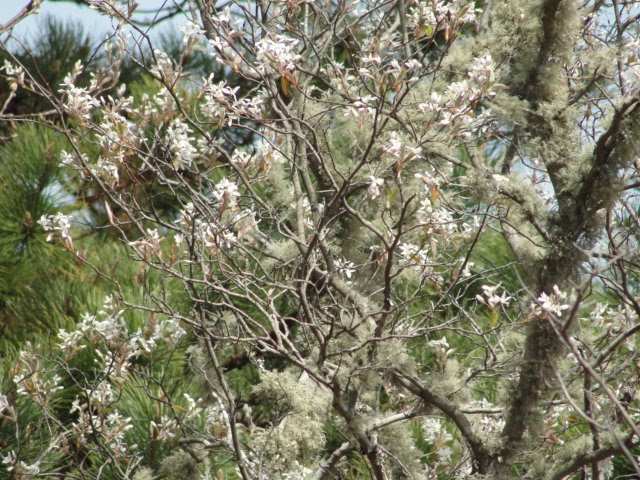 shad bush | Mary Richmond's Cape Cod Art and Nature