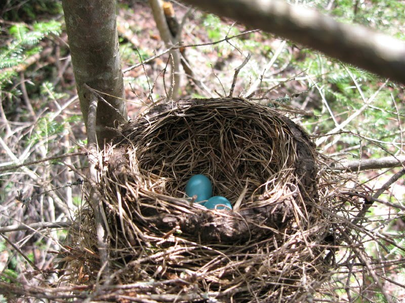spring on cape cod | Mary Richmond's Cape Cod Art and Nature