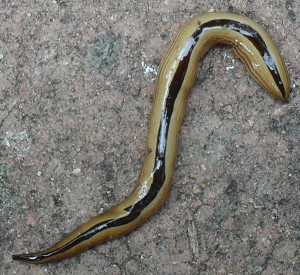 Kara's blog: Invertebrates pt. 2 Flatworms