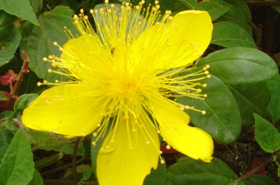 HYPERICUM CALYCINUM