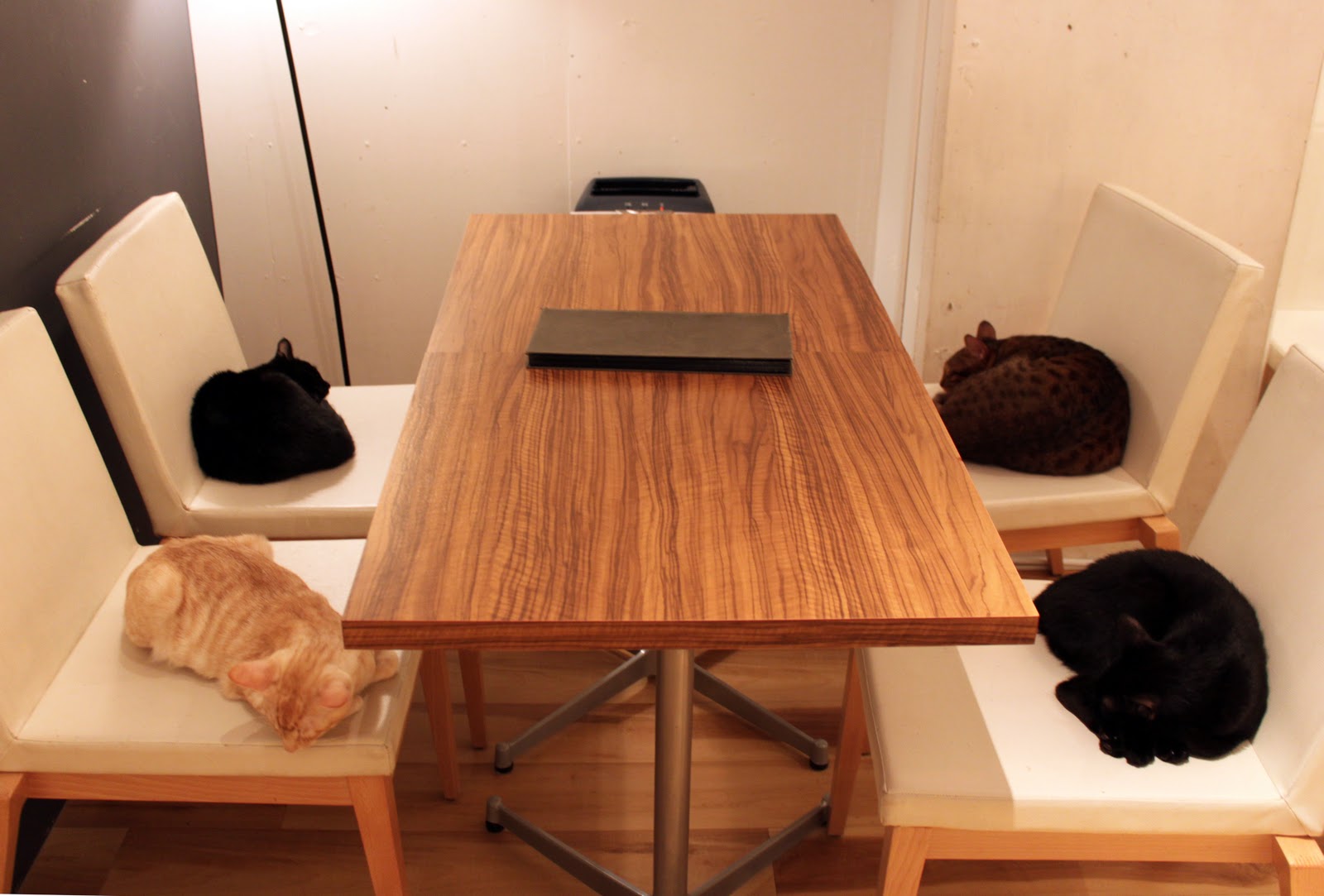 3 months in Japan: Neko Café