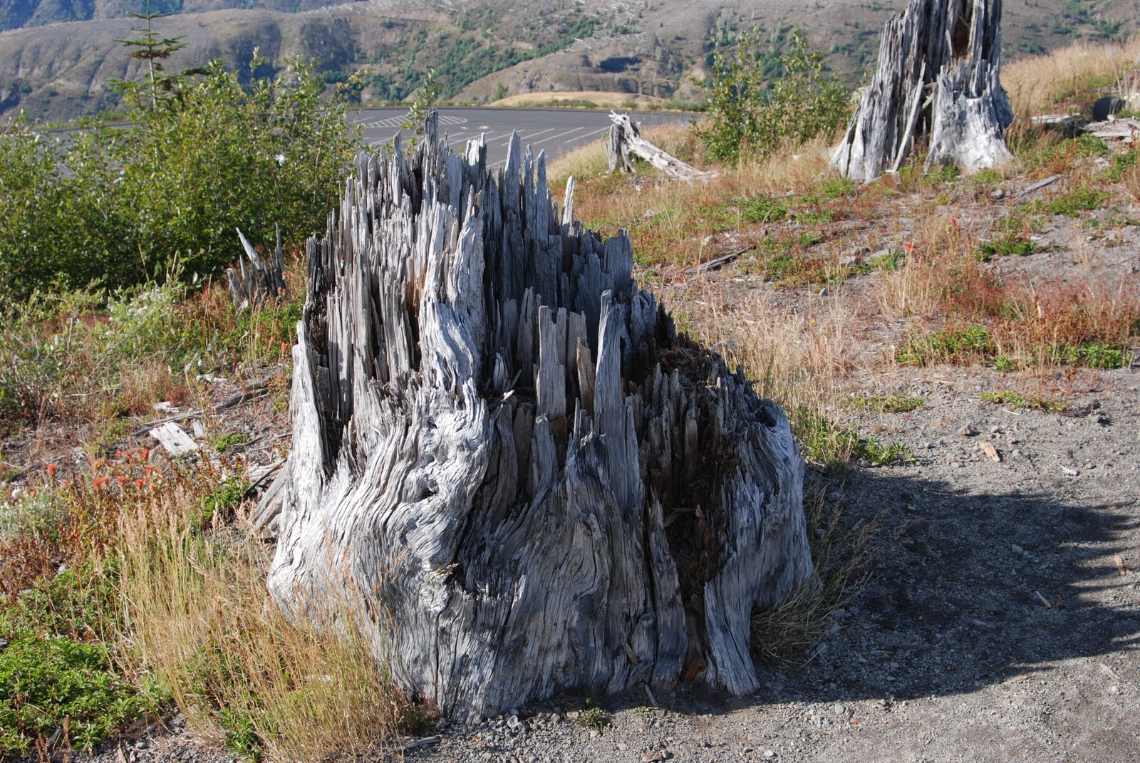 Roaming America: Mt St Helens, Washington Johnston Observatory View
