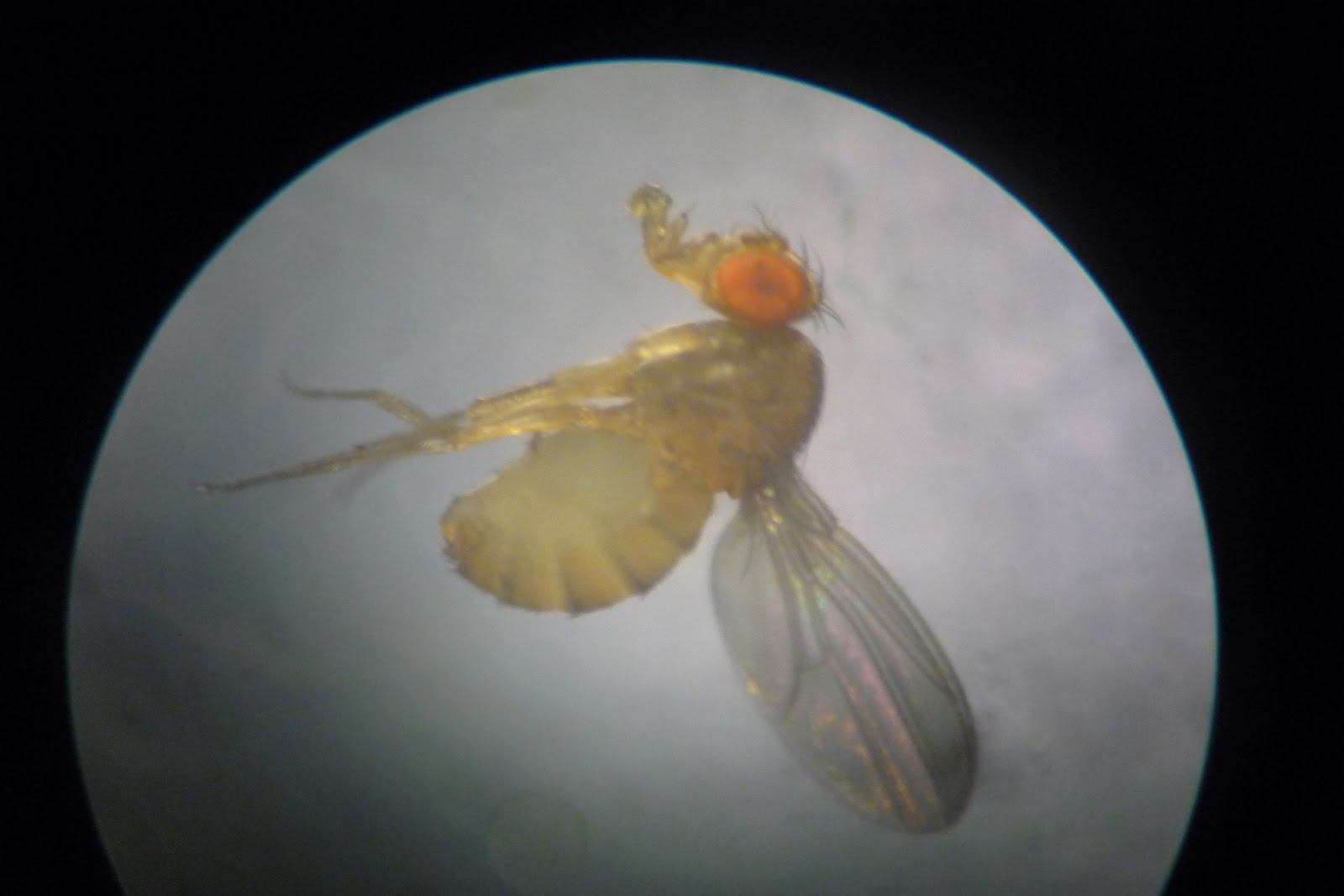 Mosca de la fruta (Drosophila melanogaster)