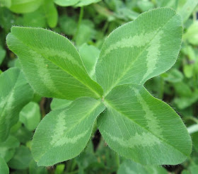 Red Clover Leaf