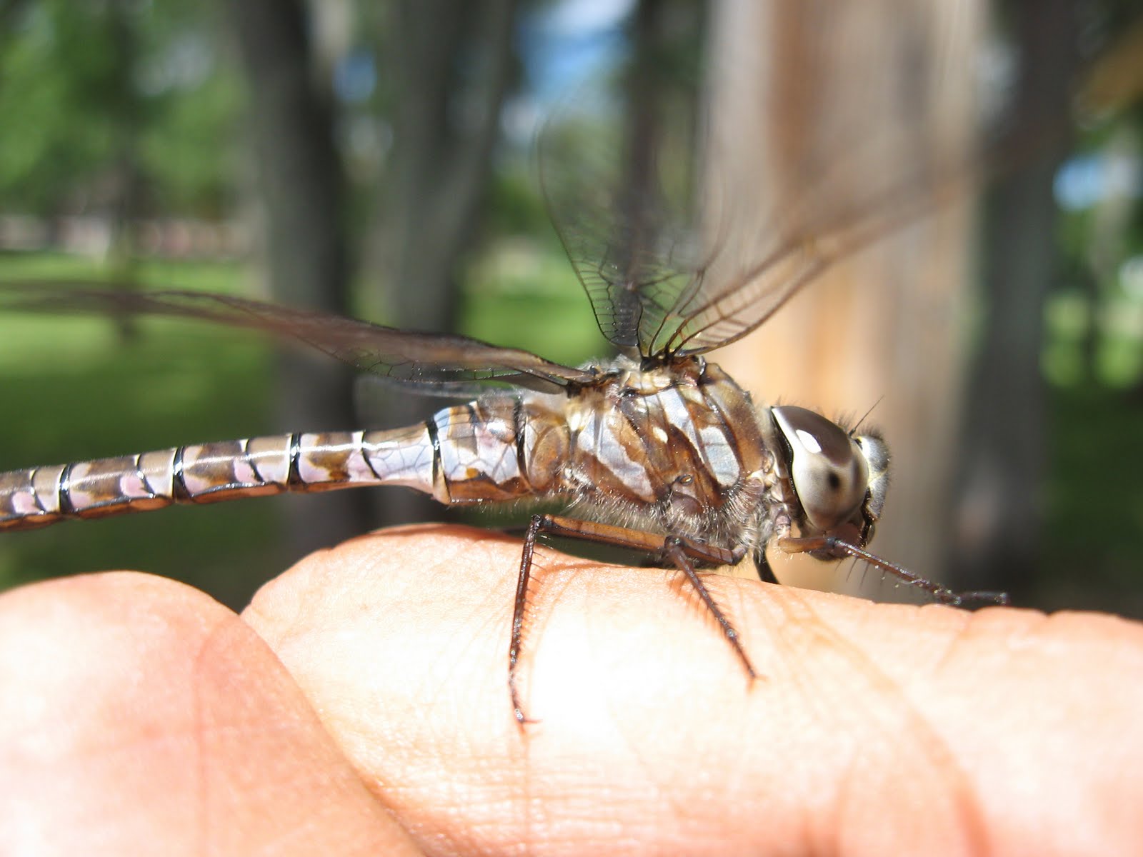 Tangled Web: Canada Darner (Aeshna canadensis), Black-tipped Darner ...