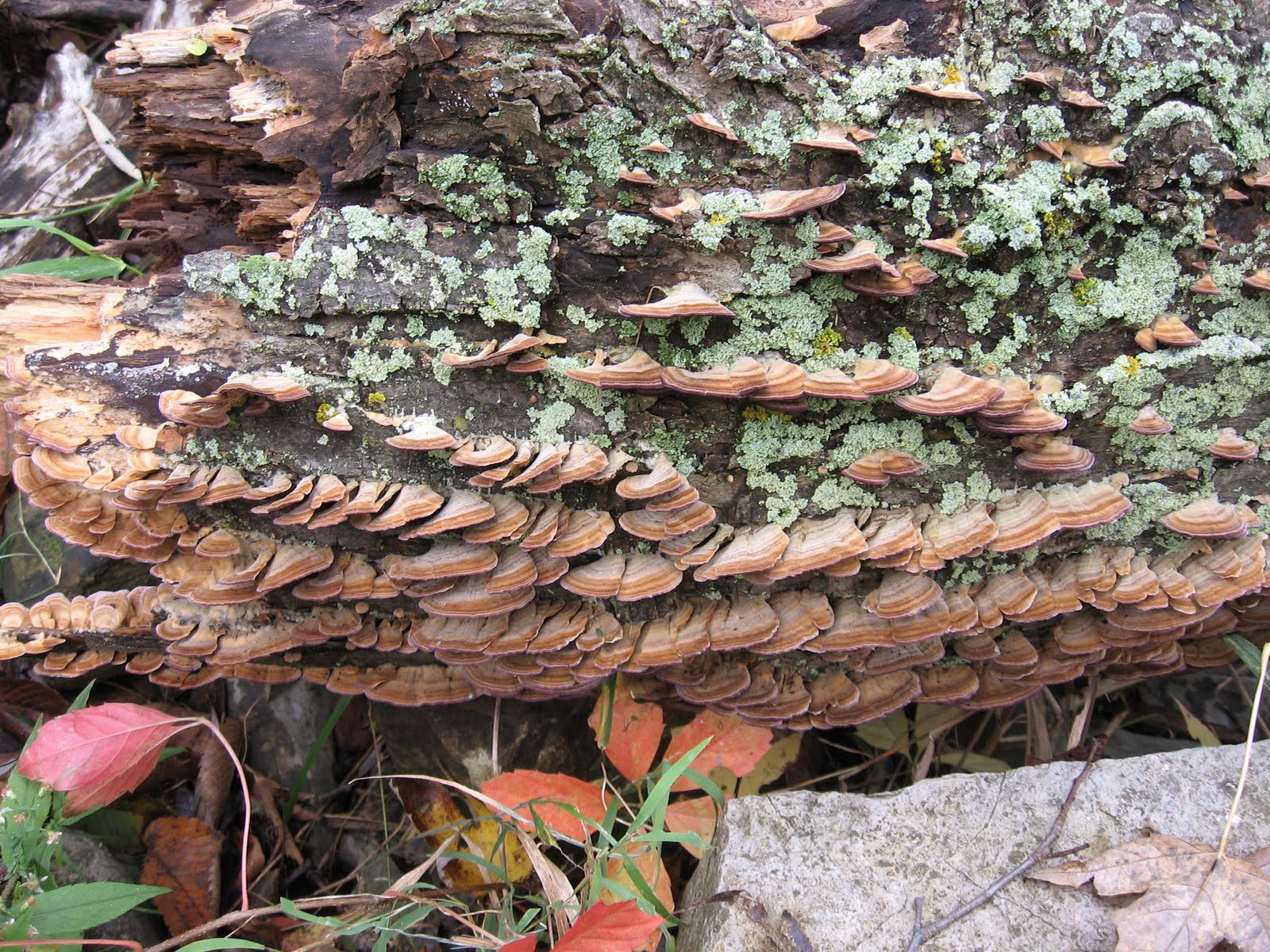 Tangled Web: A Few Fall Fungi
