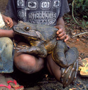 Chelsey's African Blog: African Wildlife