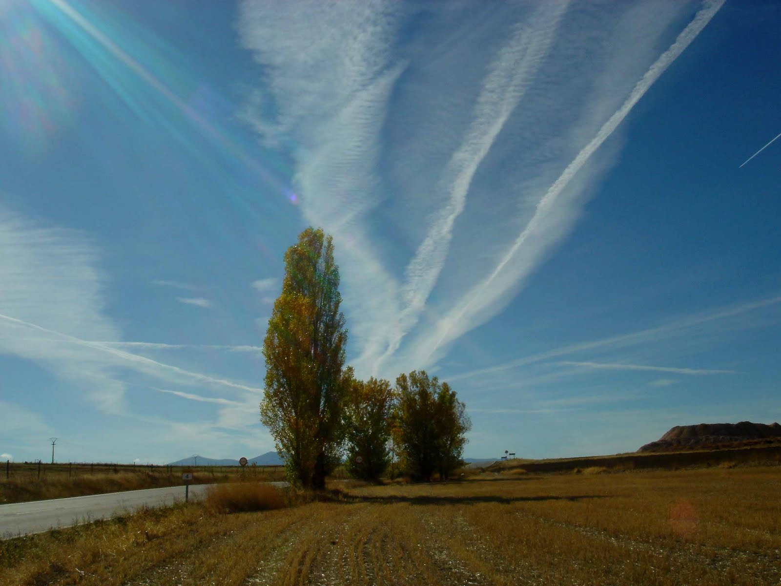 El son del álamo: Alamo negro, chopo negro (Populus nigra)