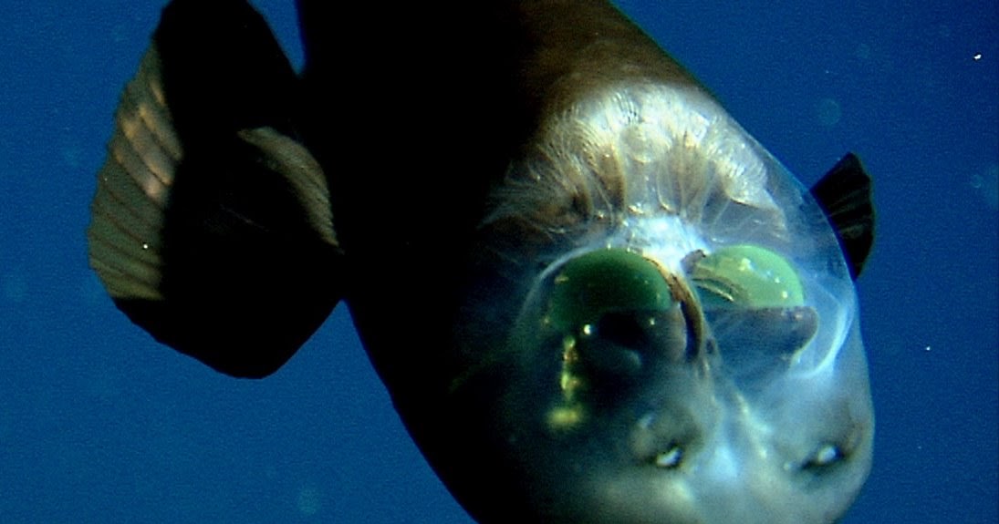 The Large Picture Blog: Barreleye Fish (Macropinna Microstoma)