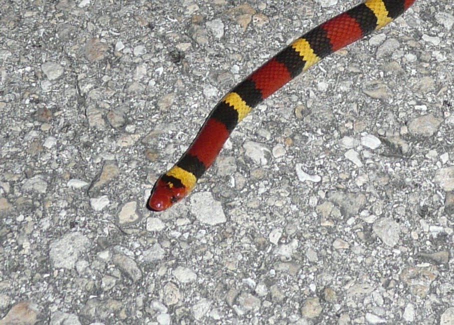 Florida Suncoast Birding: Scarlet Kingsnake